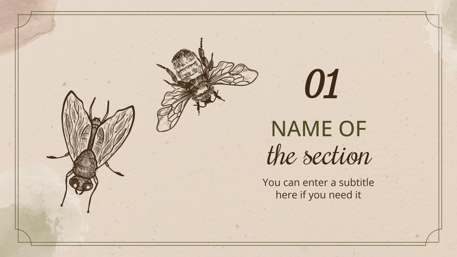 All about Flies Presentation