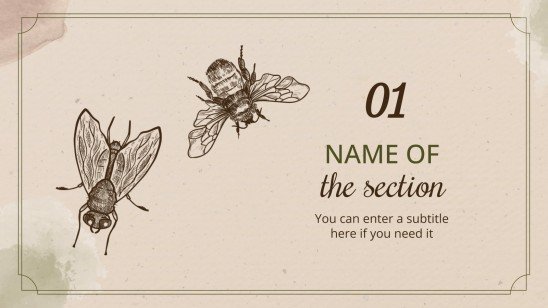 All about Flies Presentation