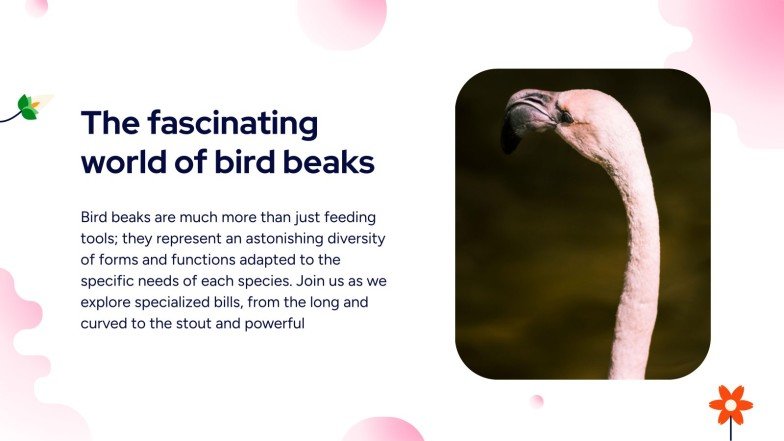 Biology Activities for Middle School: Bird's Beaks