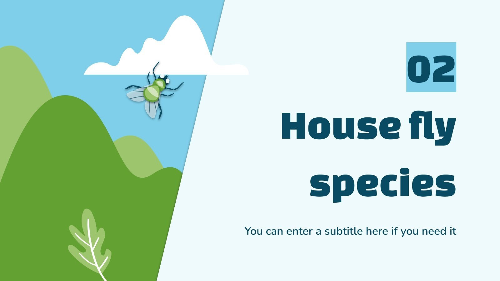 All About Insects: Common Fly Presentation