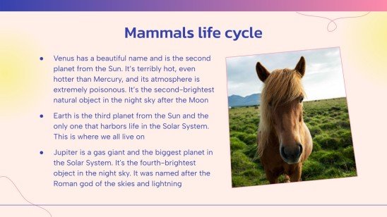Biology Subject Activities for Elementary: Mammals