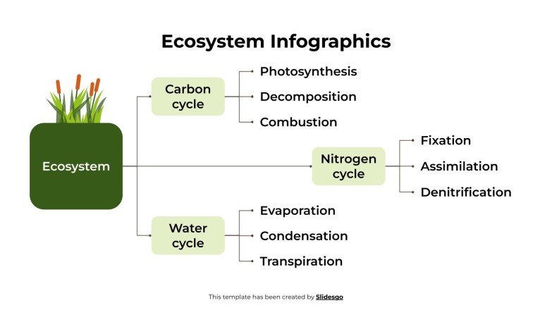 Ecosystem Infographics Presentation