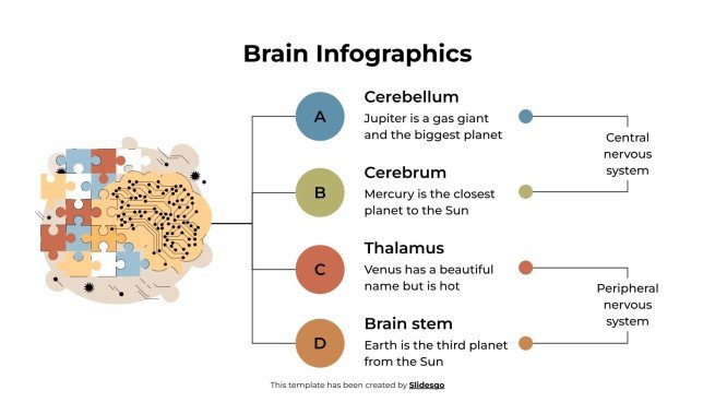 Brain Infographics Template