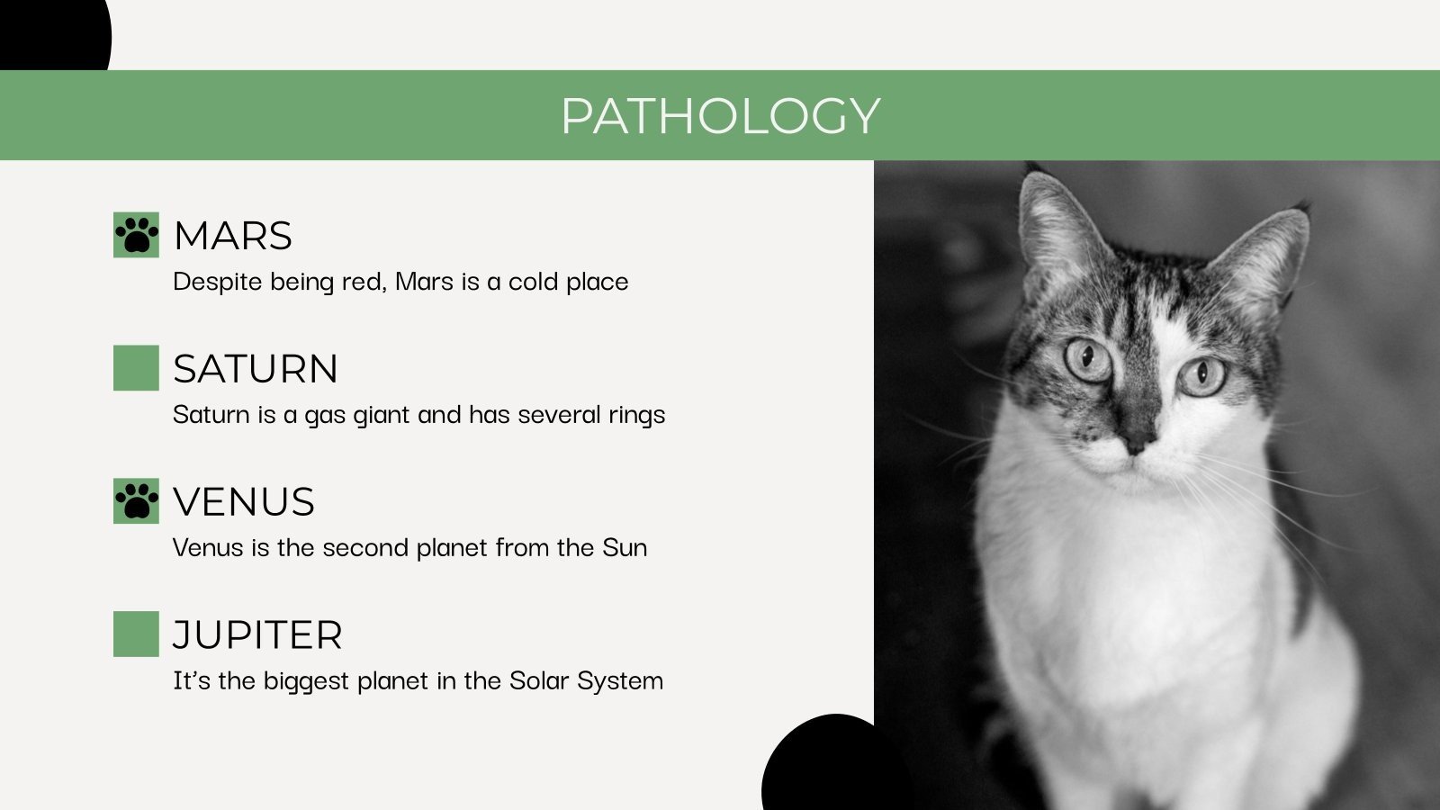 Cat Diseases | Google Slides theme & PowerPoint template