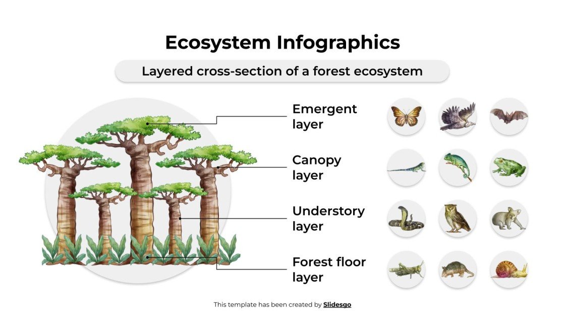 Ecosystem Infographics Template