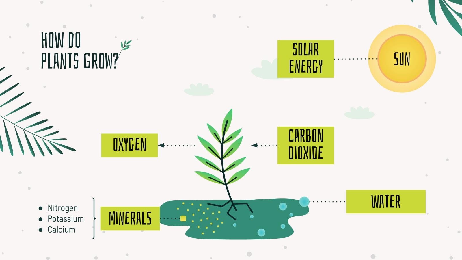 Colorful Photosynthesis Lesson Presentation