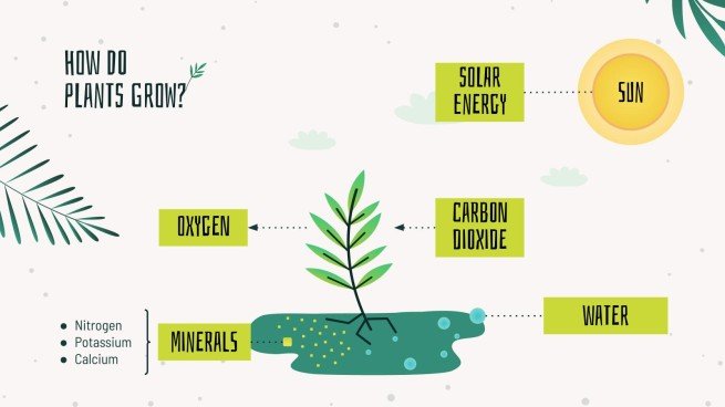 Colorful Photosynthesis Lesson Presentation