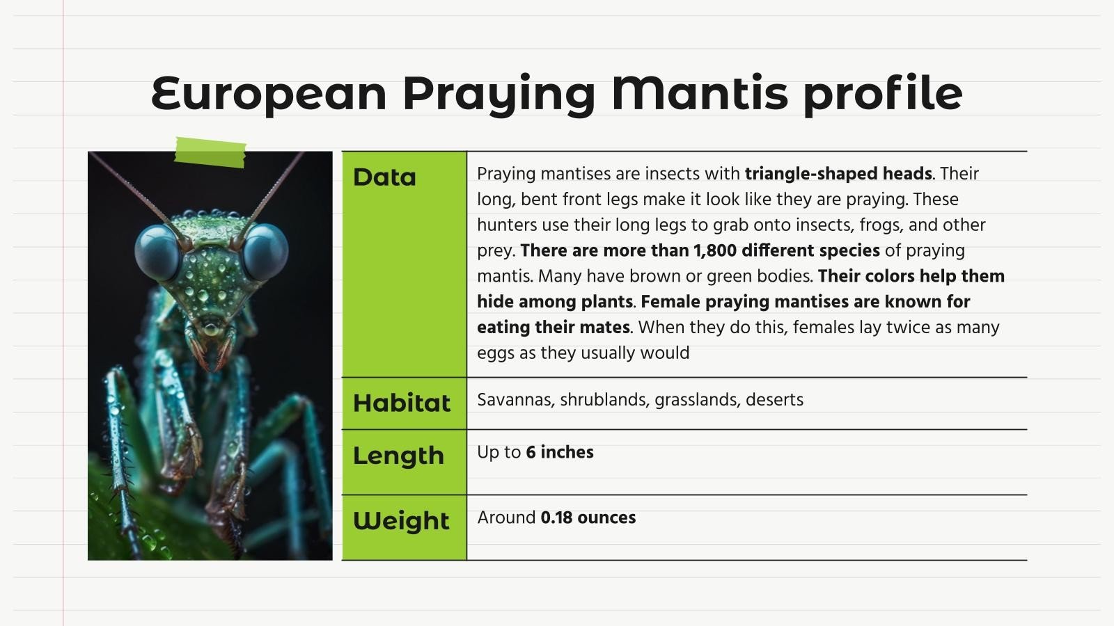 Animal Comparisons: Praying Mantis vs. Black Widow Spider