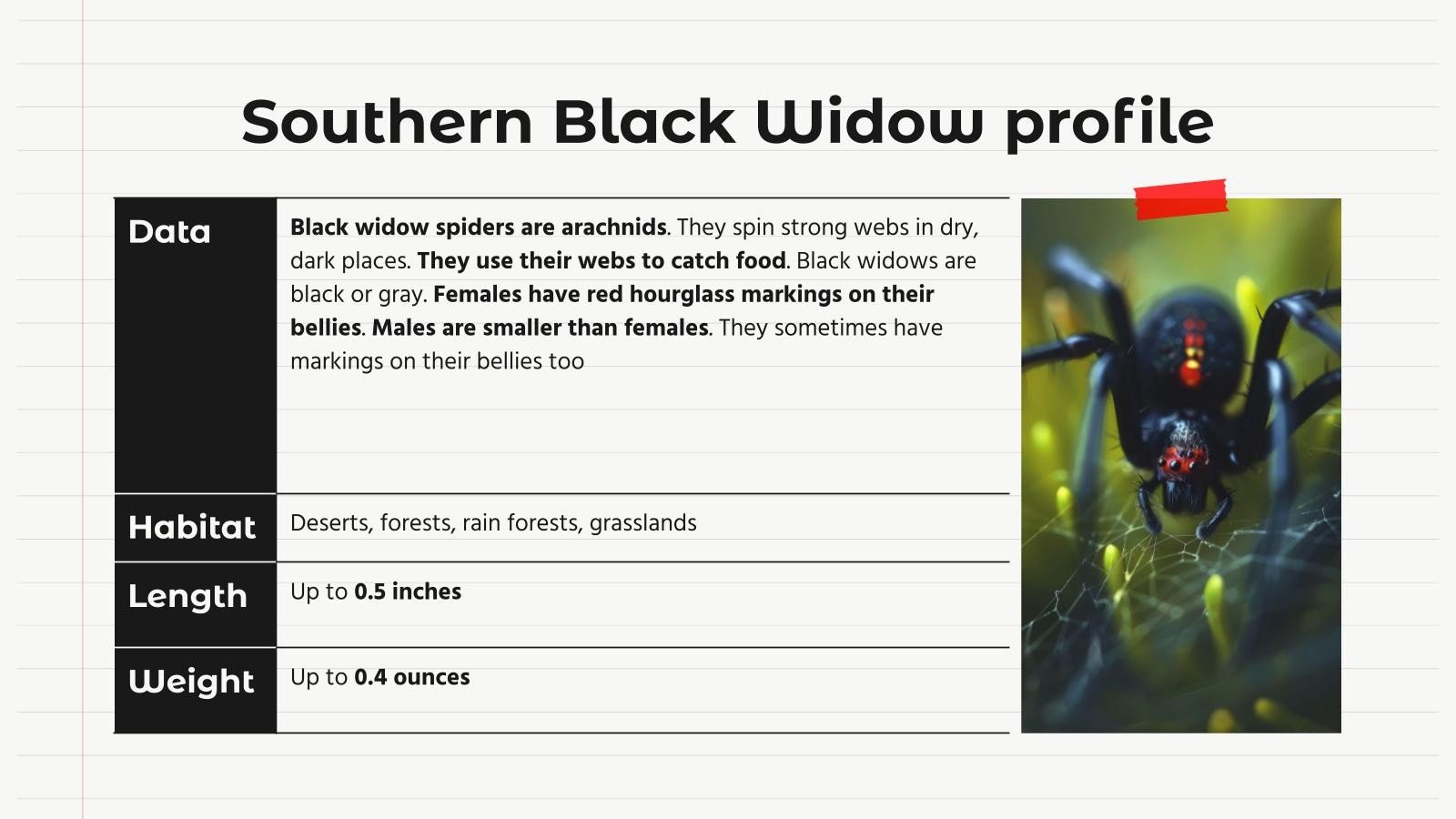 Animal Comparisons: Praying Mantis vs. Black Widow Spider