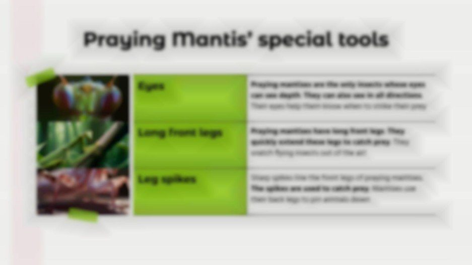 Animal Comparisons: Praying Mantis vs. Black Widow Spider