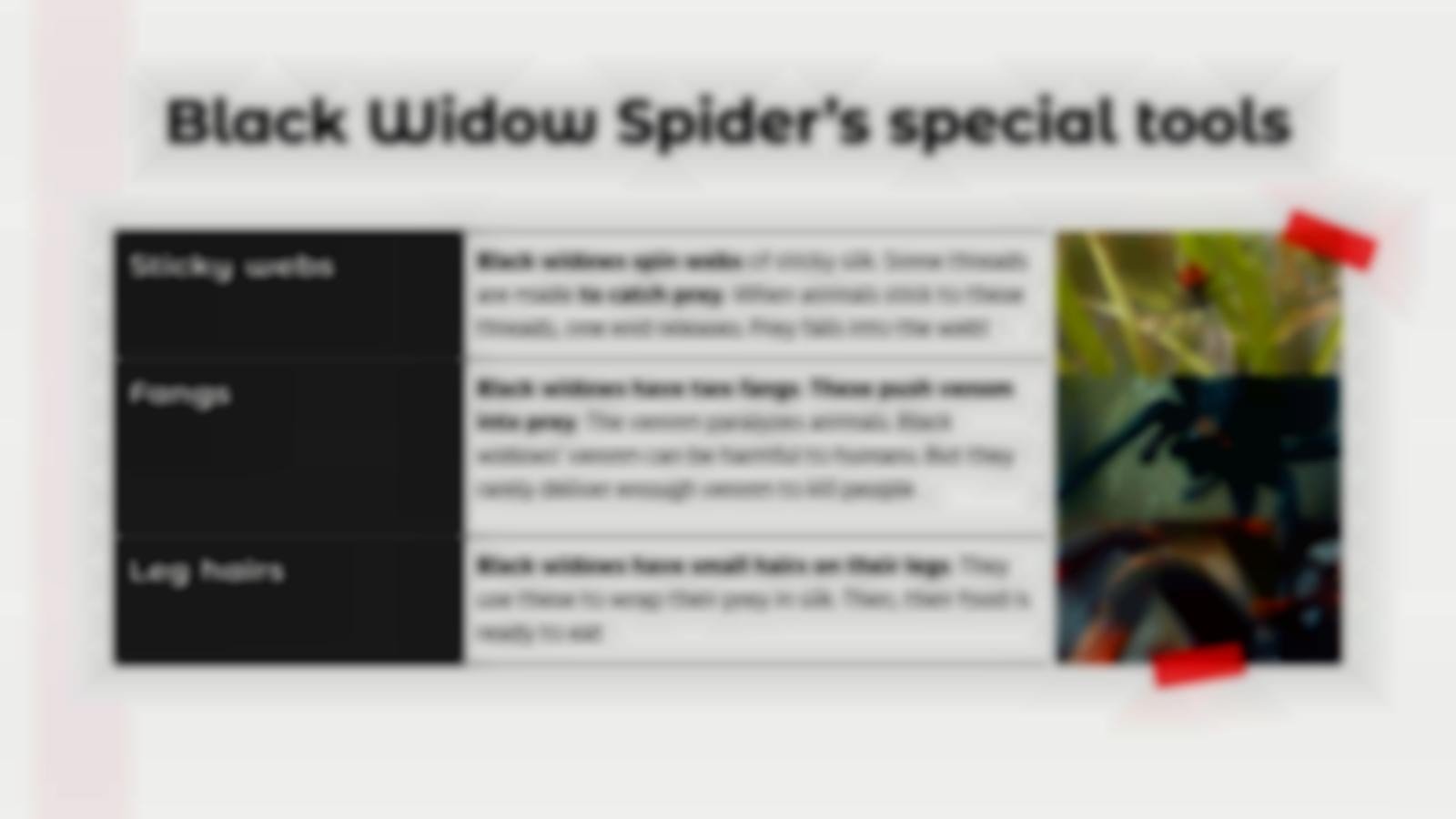 Animal Comparisons: Praying Mantis vs. Black Widow Spider