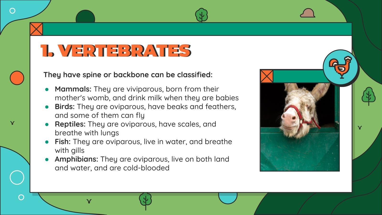Animals Presentation