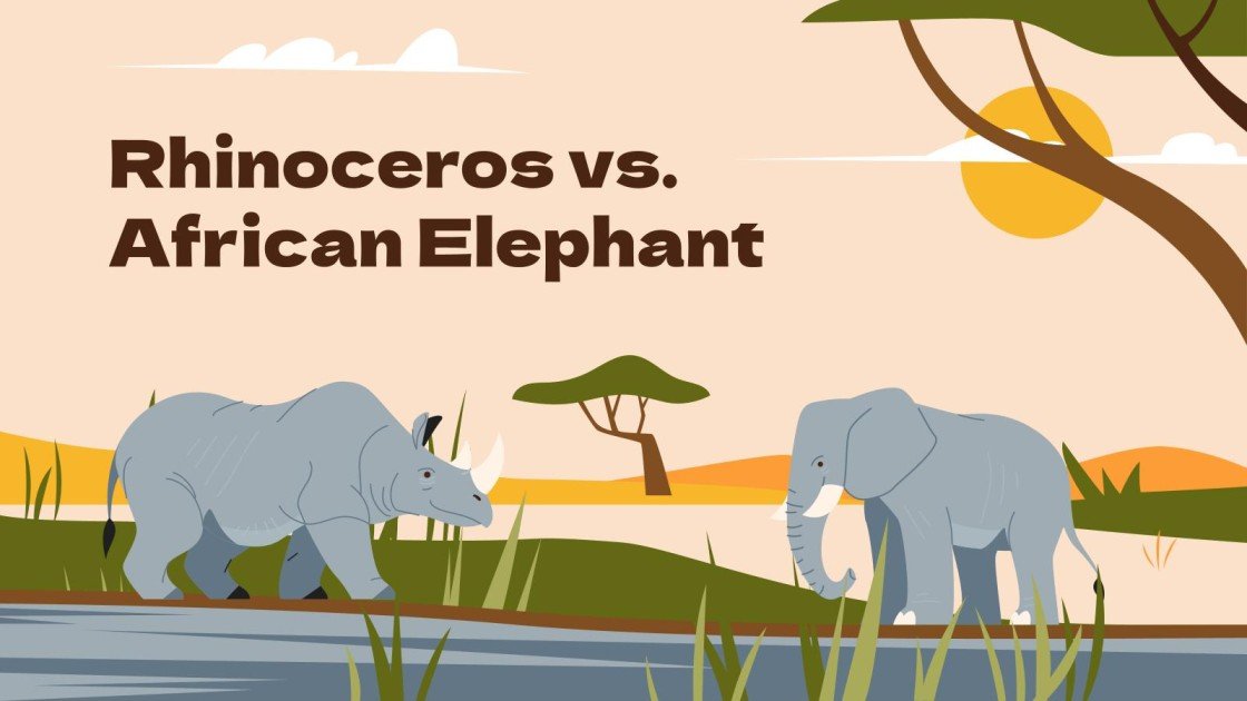Rhinoceros vs. African Elephant Presentation