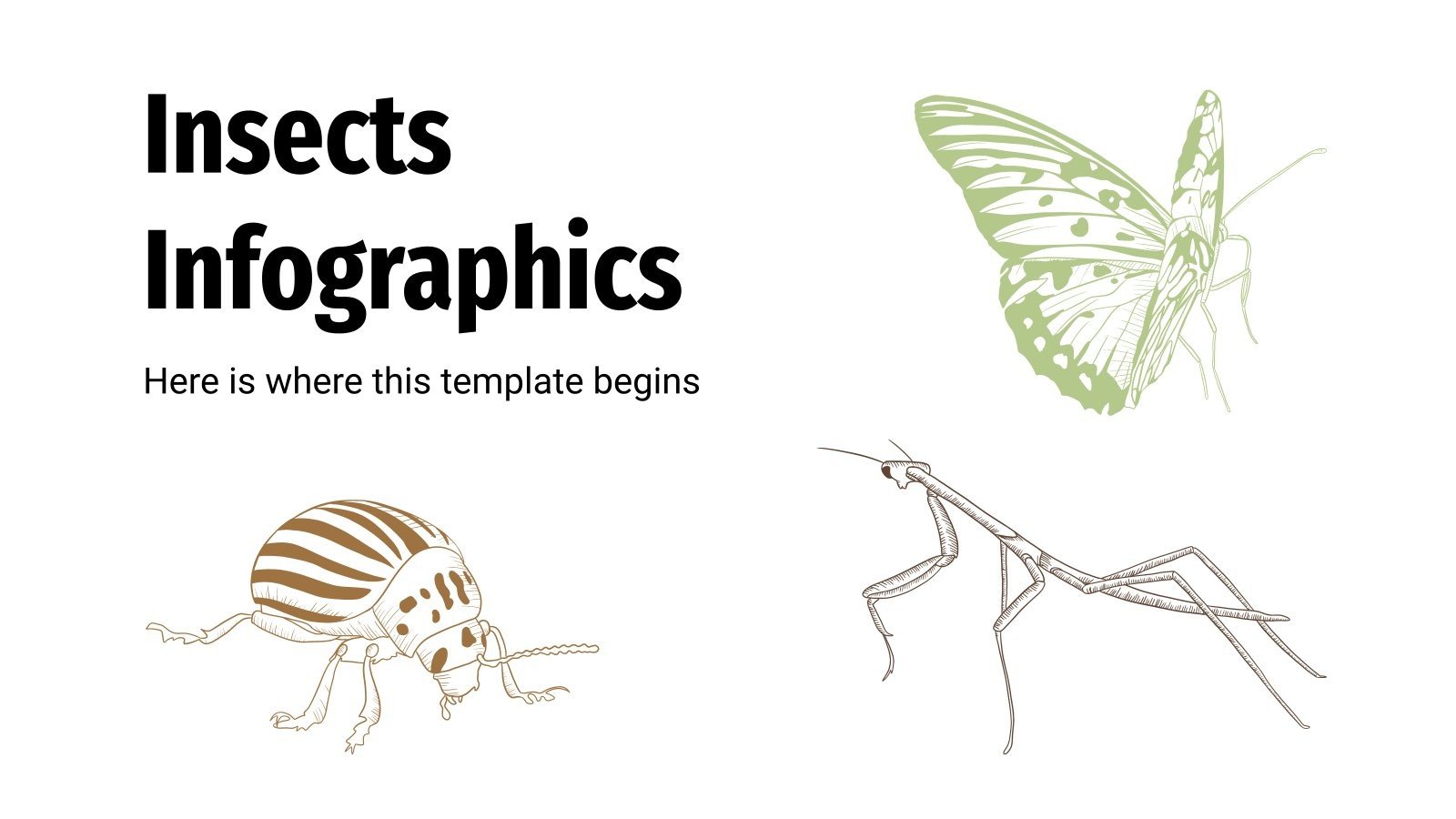 Infografías de insectos | Plantilla de Google Slides & PPT