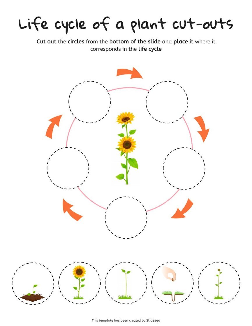 Life Cycle of a Plant Cut-outs Template