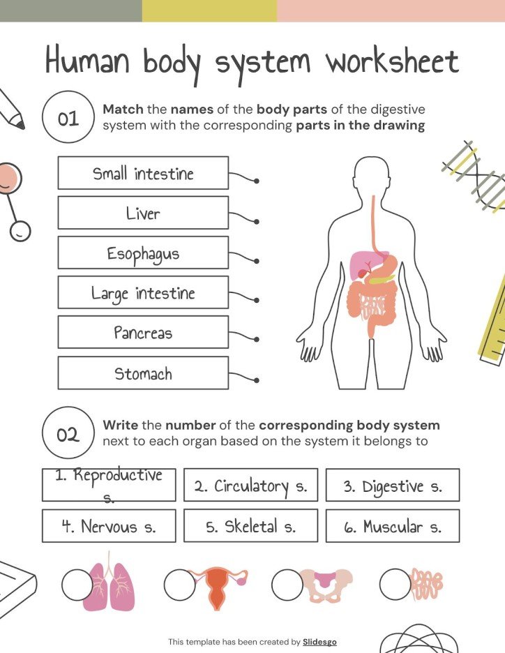 Templates for Google Slides and PPT on the digestive system