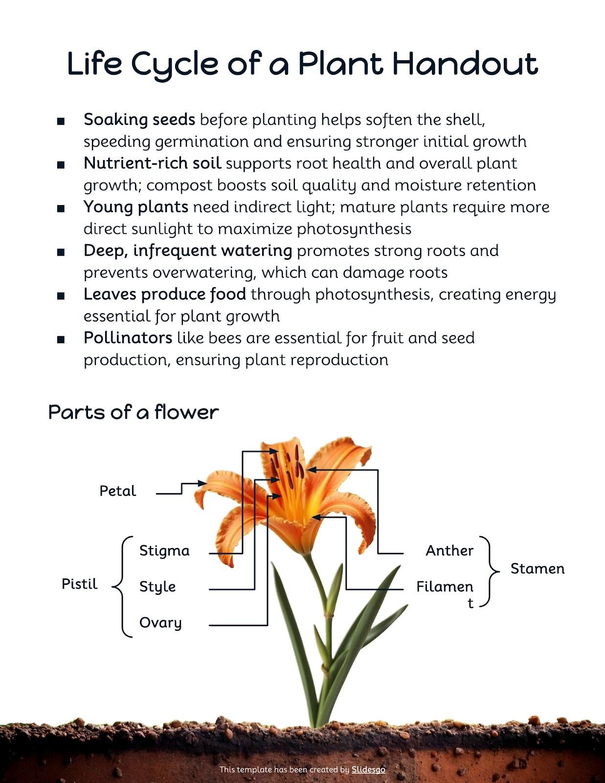 Plantilla Folleto sobre el ciclo de vida de una planta