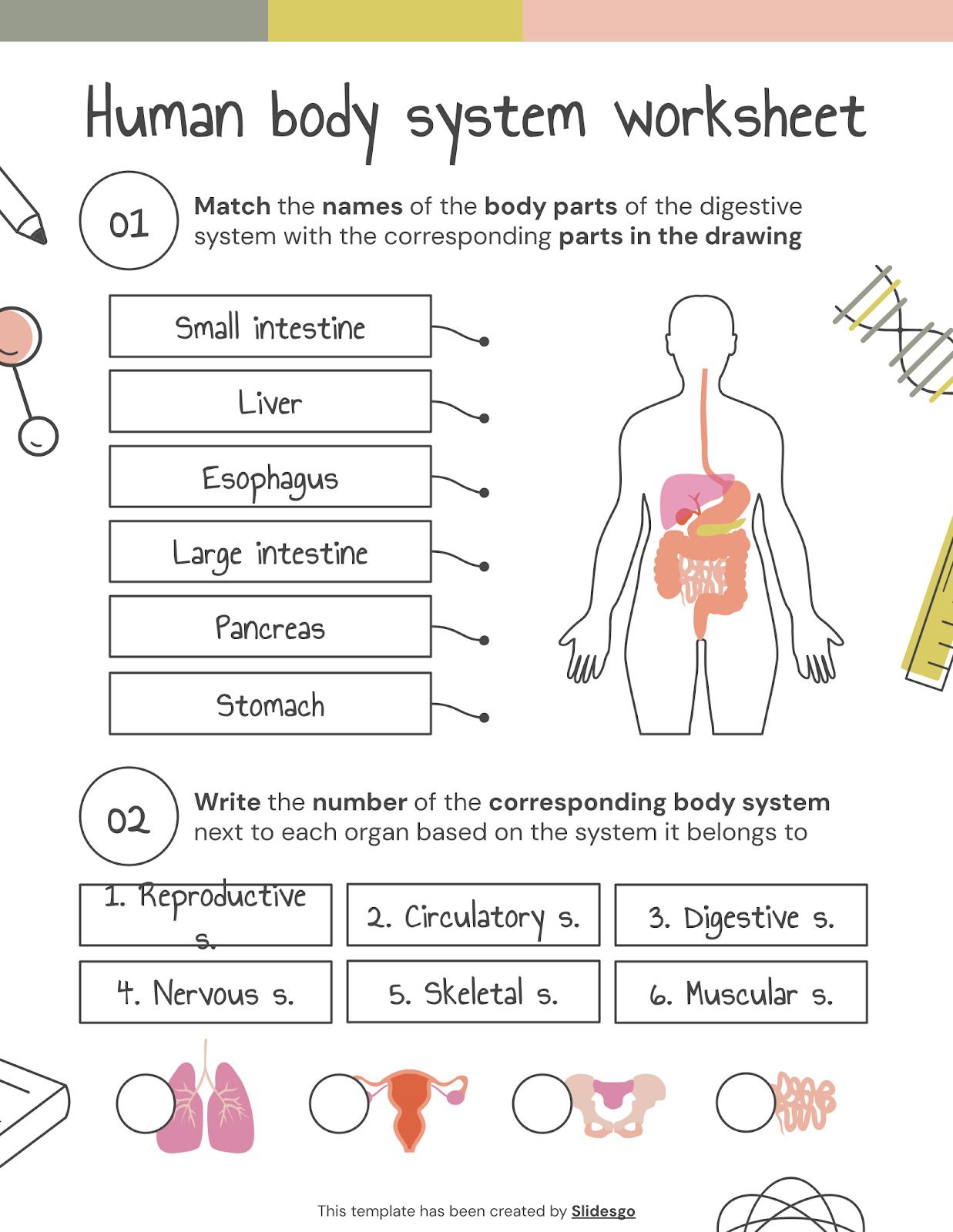Human Body System Worksheet Template