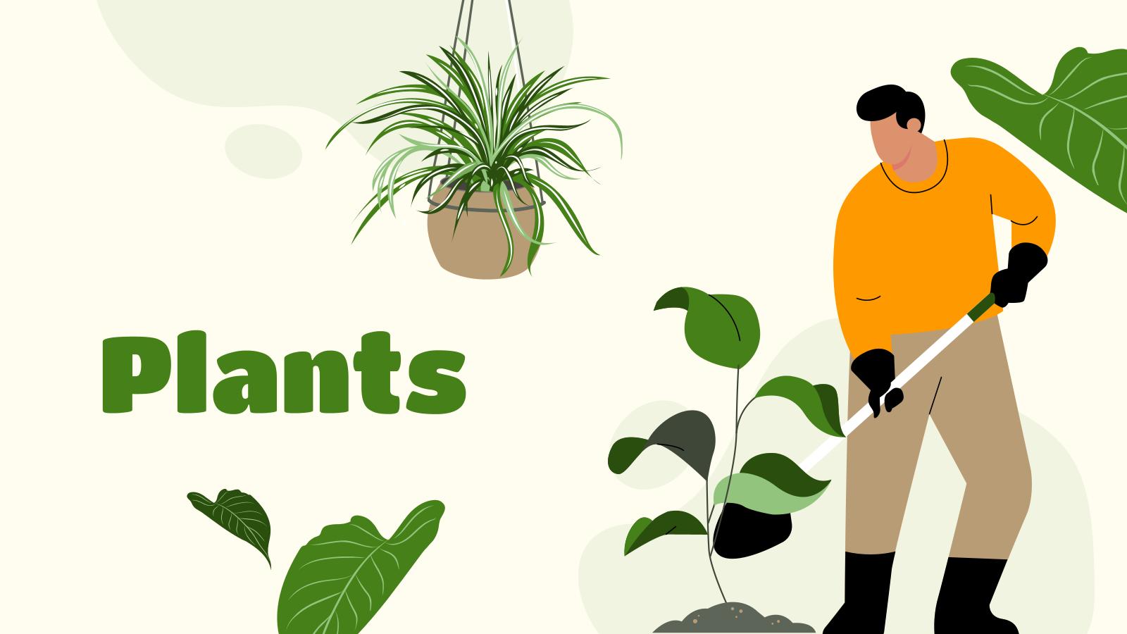 Die Pflanzen - Präsentation