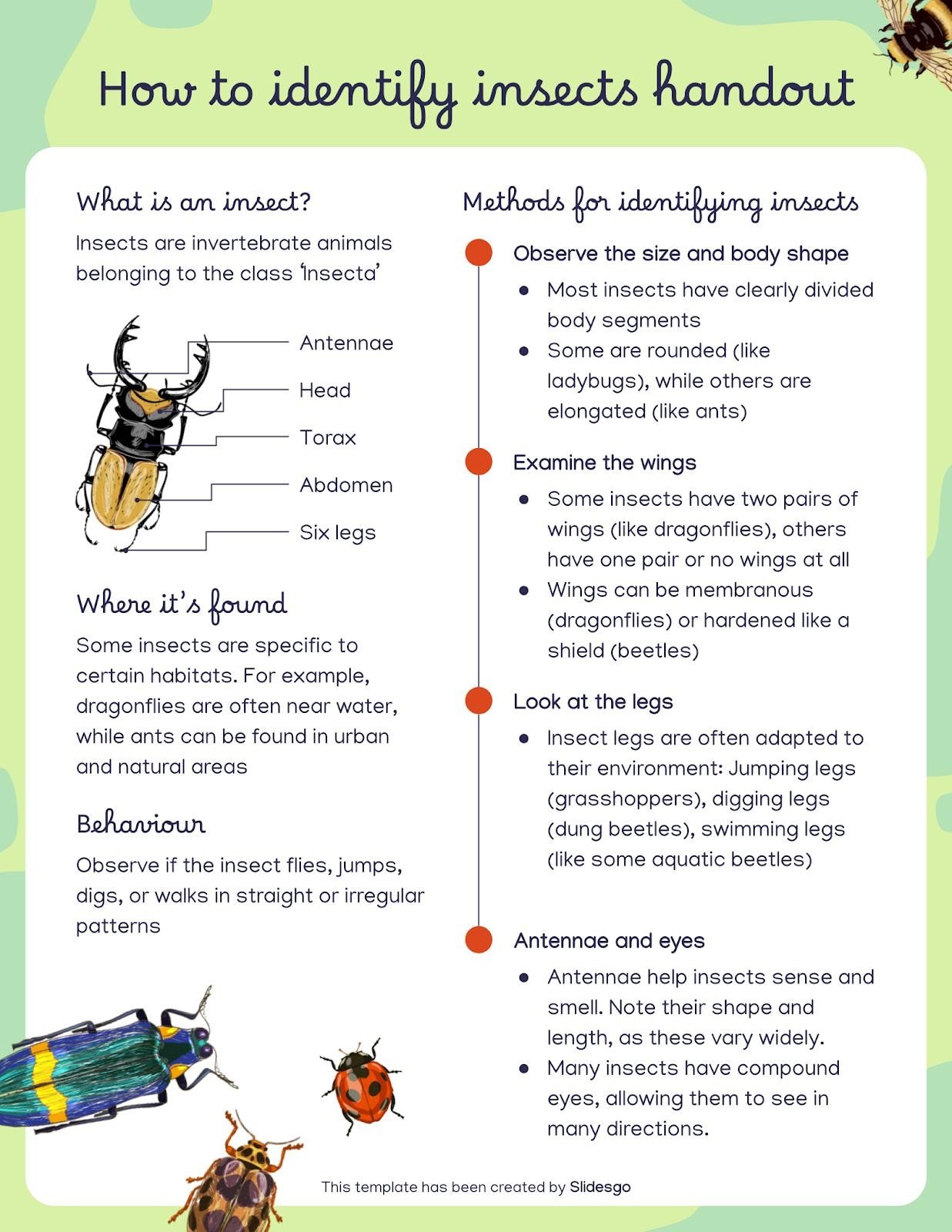 How to Identify Insects Handout Template