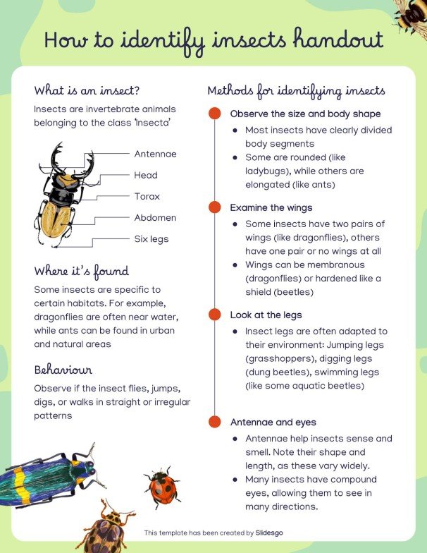 How to Identify Insects Handout Template