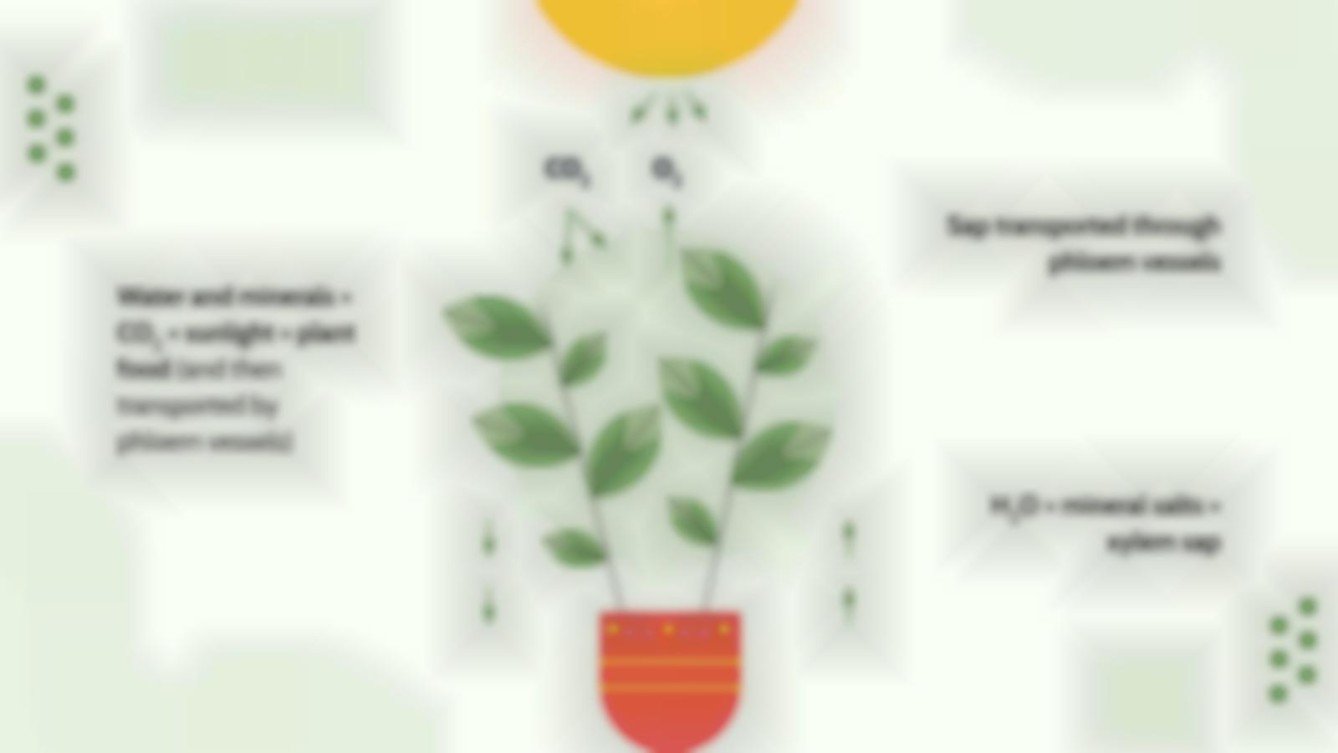 Plant Experiments and Observations Presentation