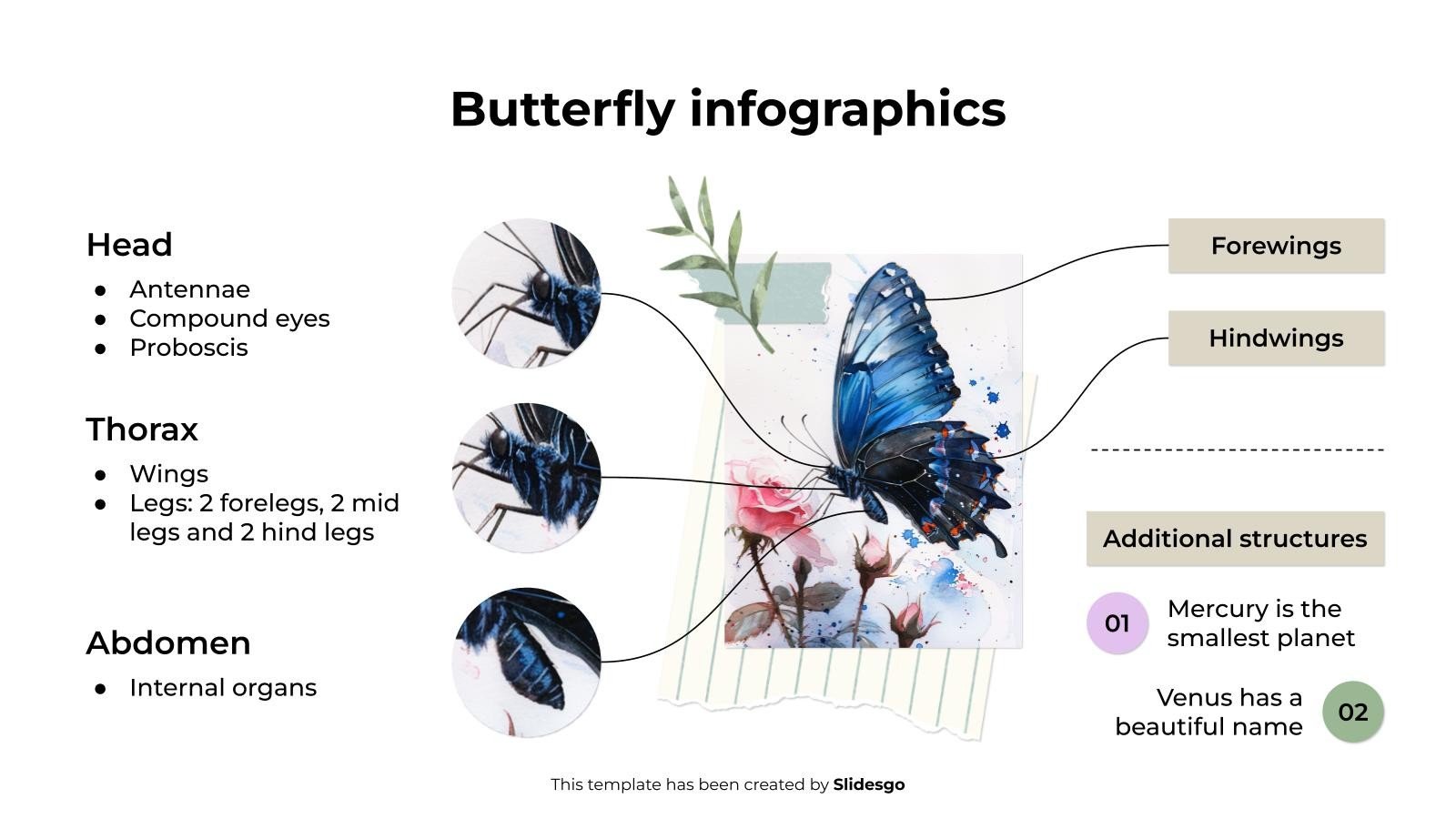 Butterfly Infographics Template