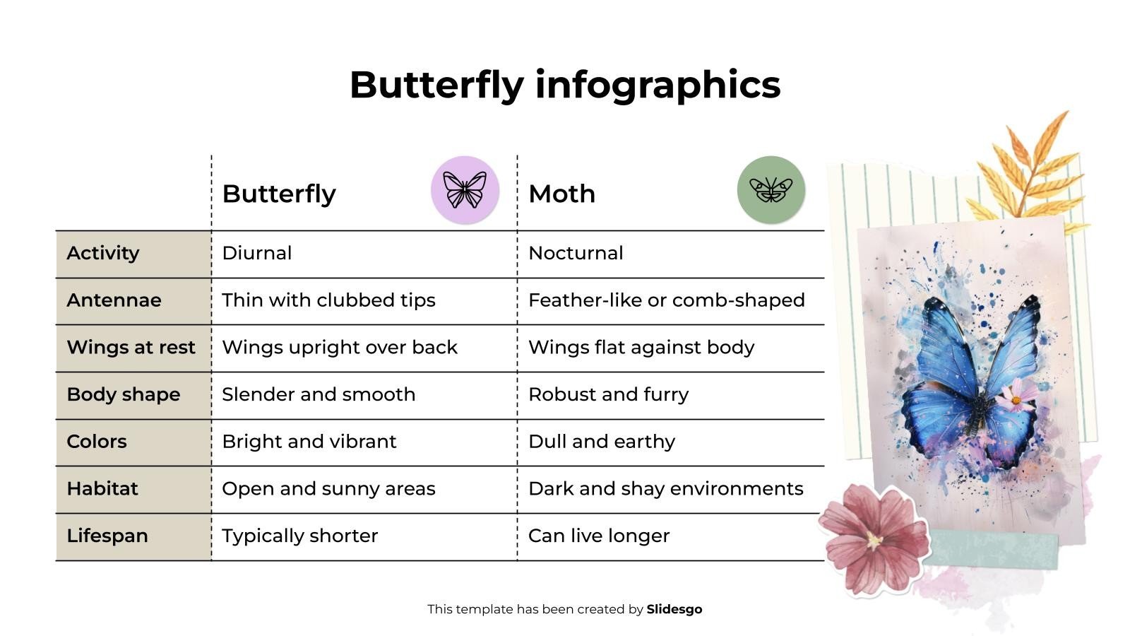 Butterfly Infographics Template