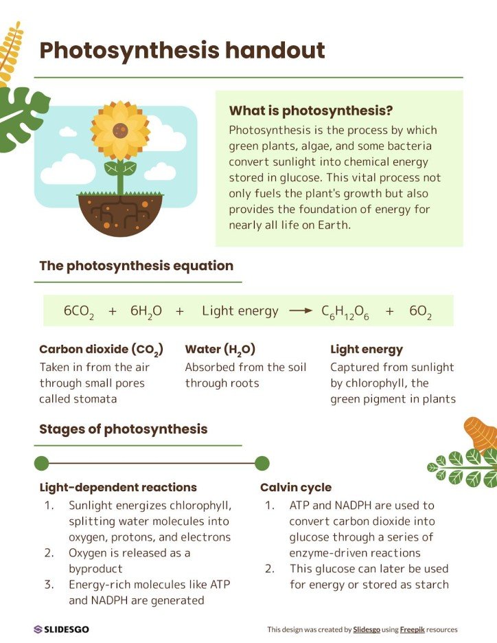 Photosynthesis Handout Template