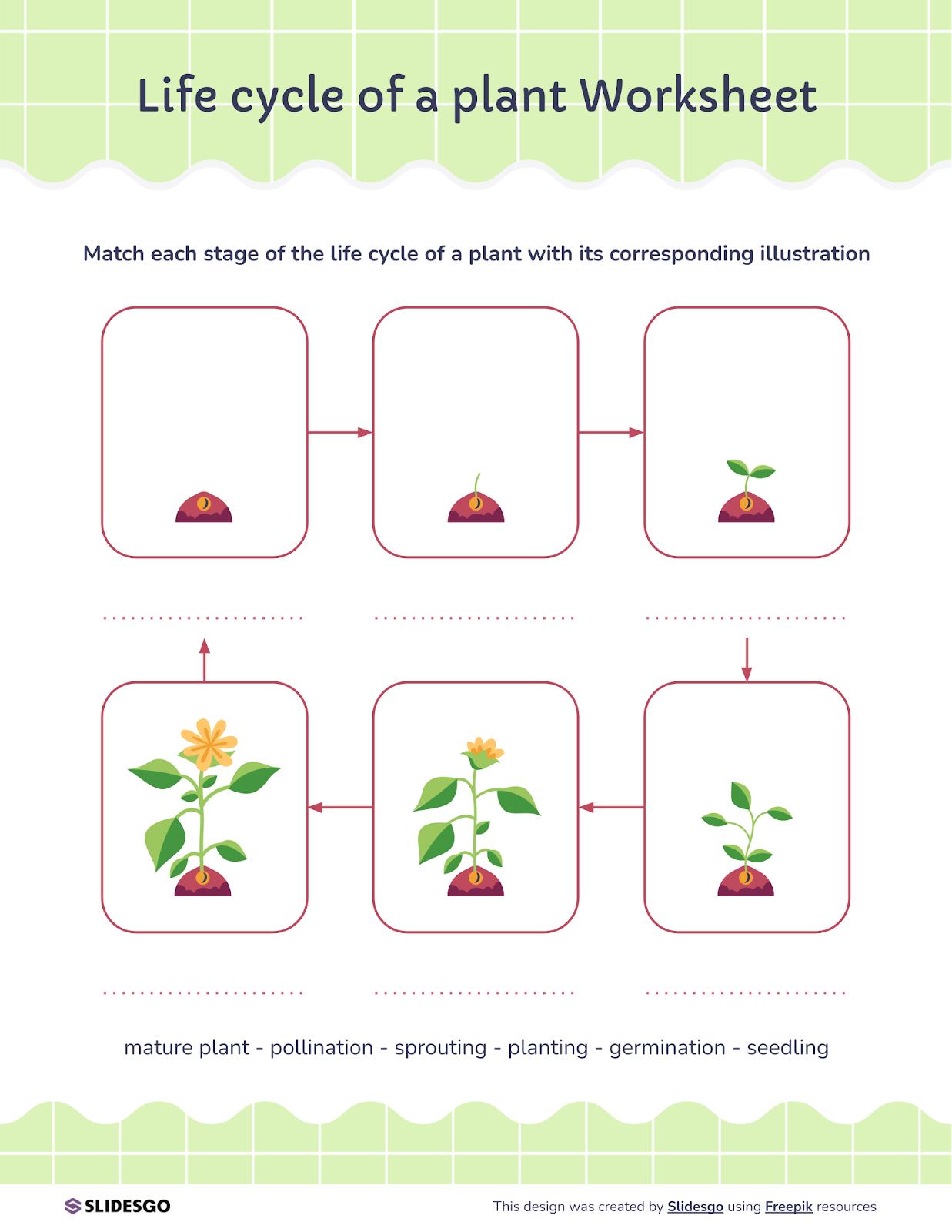 Life Cycle Of A Plant Worksheet