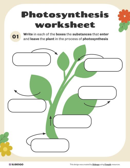 Photosynthesis Worksheet Template