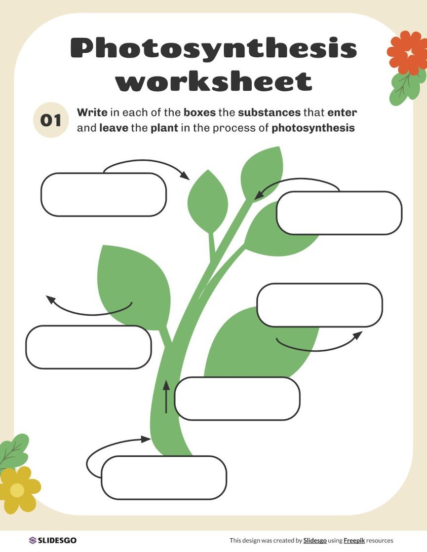 Photosynthesis Worksheet Template