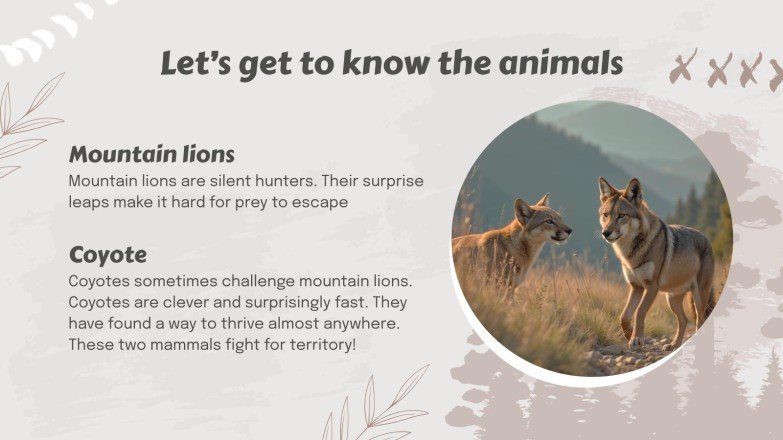 Wildlife Face-Off: Mountain Lion vs. Coyote Presentation