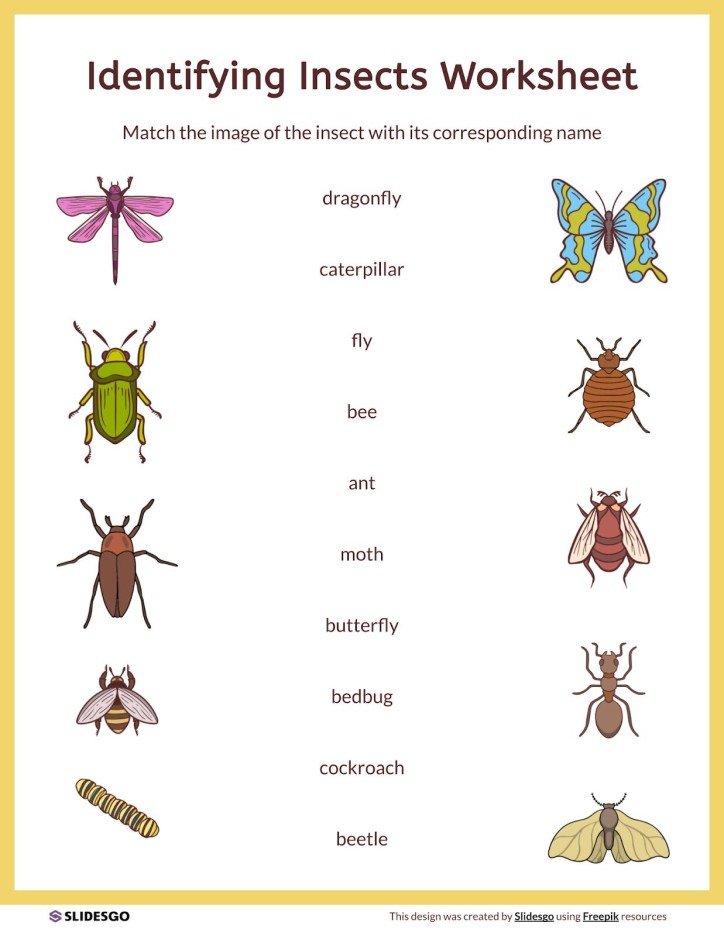 Identifying Insects Worksheet Presentation