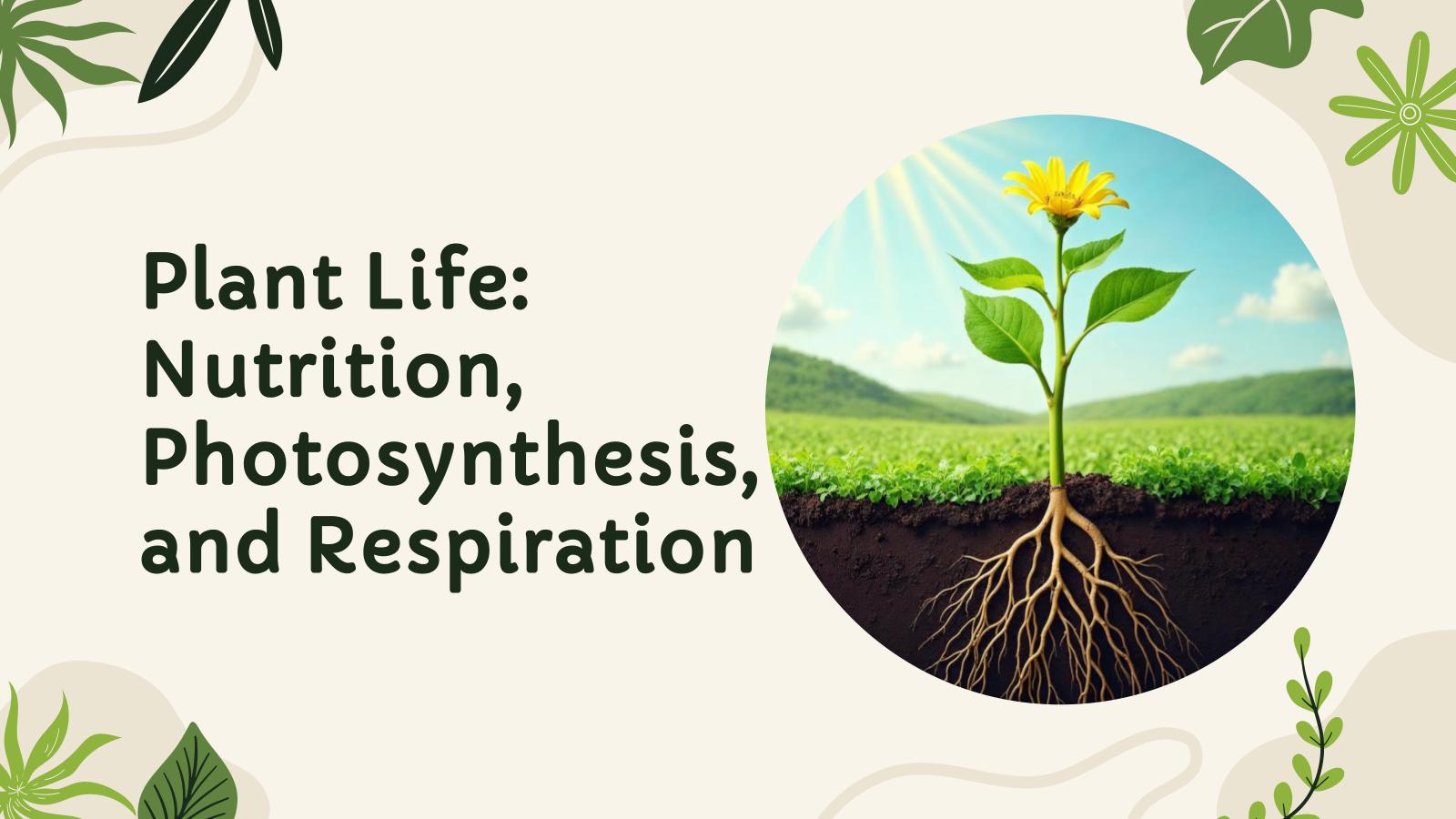 Vida vegetal: nutrición, fotosíntesis y respiración
