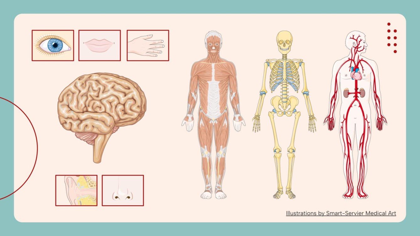 Nervous System Presentation
