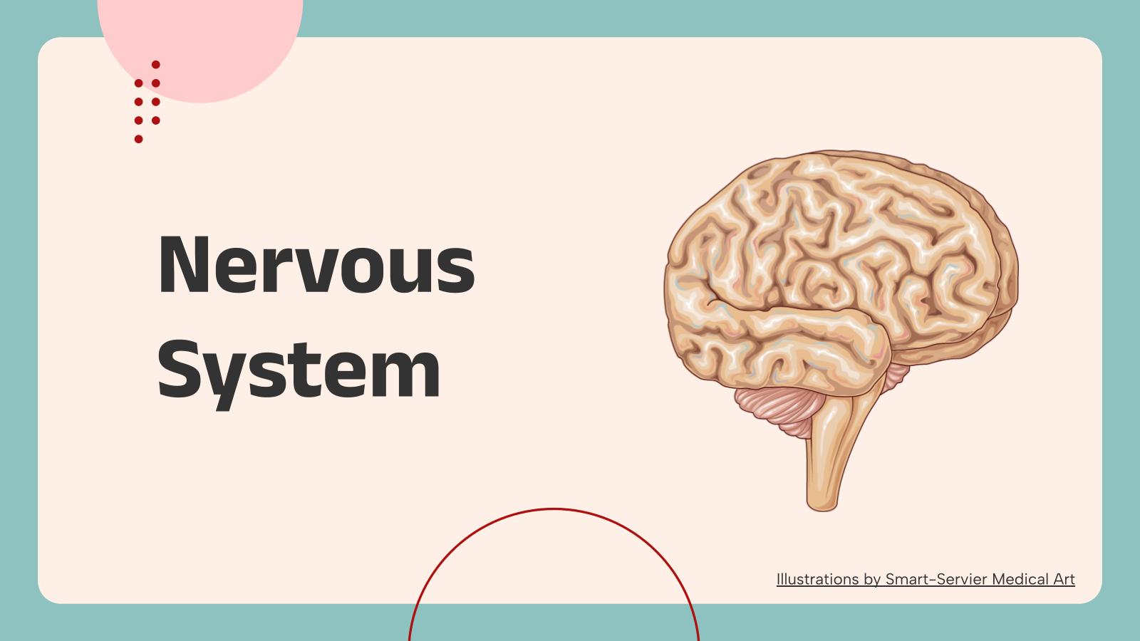 Anatomía Del Sistema Nervioso Central Ppt