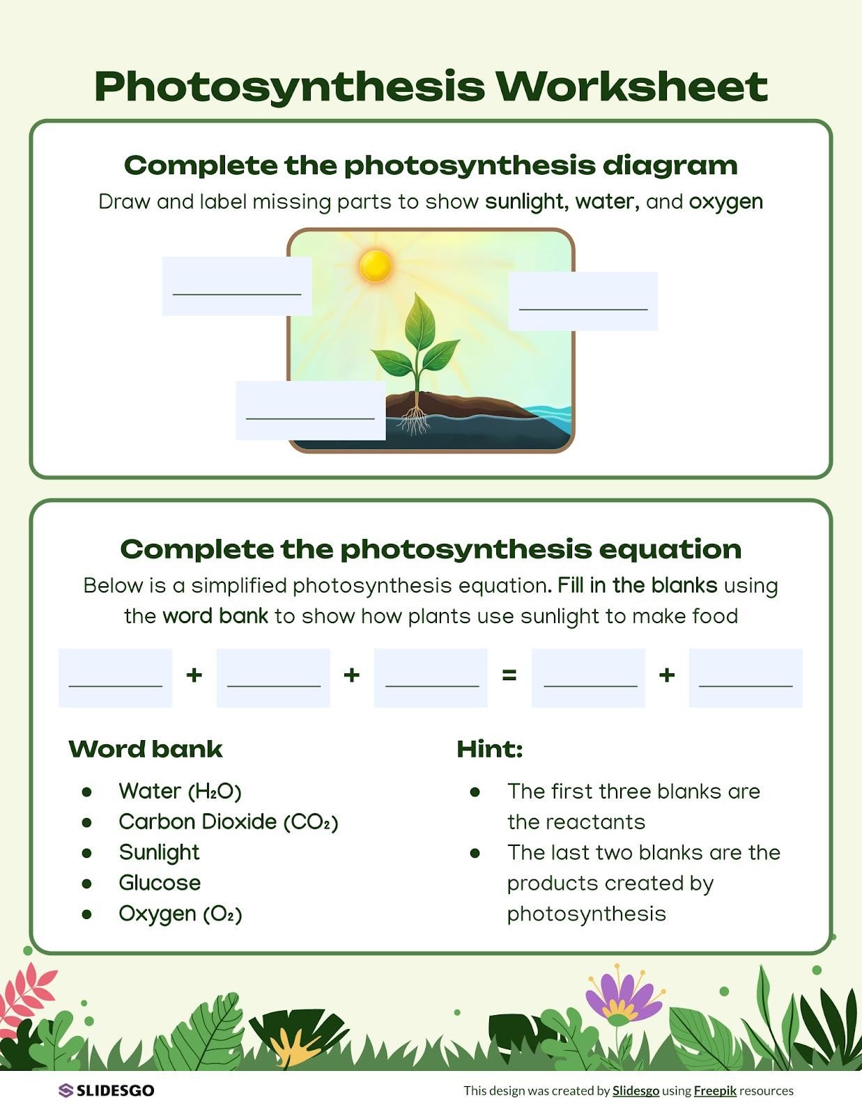 Photosynthesis Worksheet Template