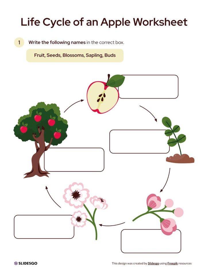 Life Cycle of an Apple Worksheet Template