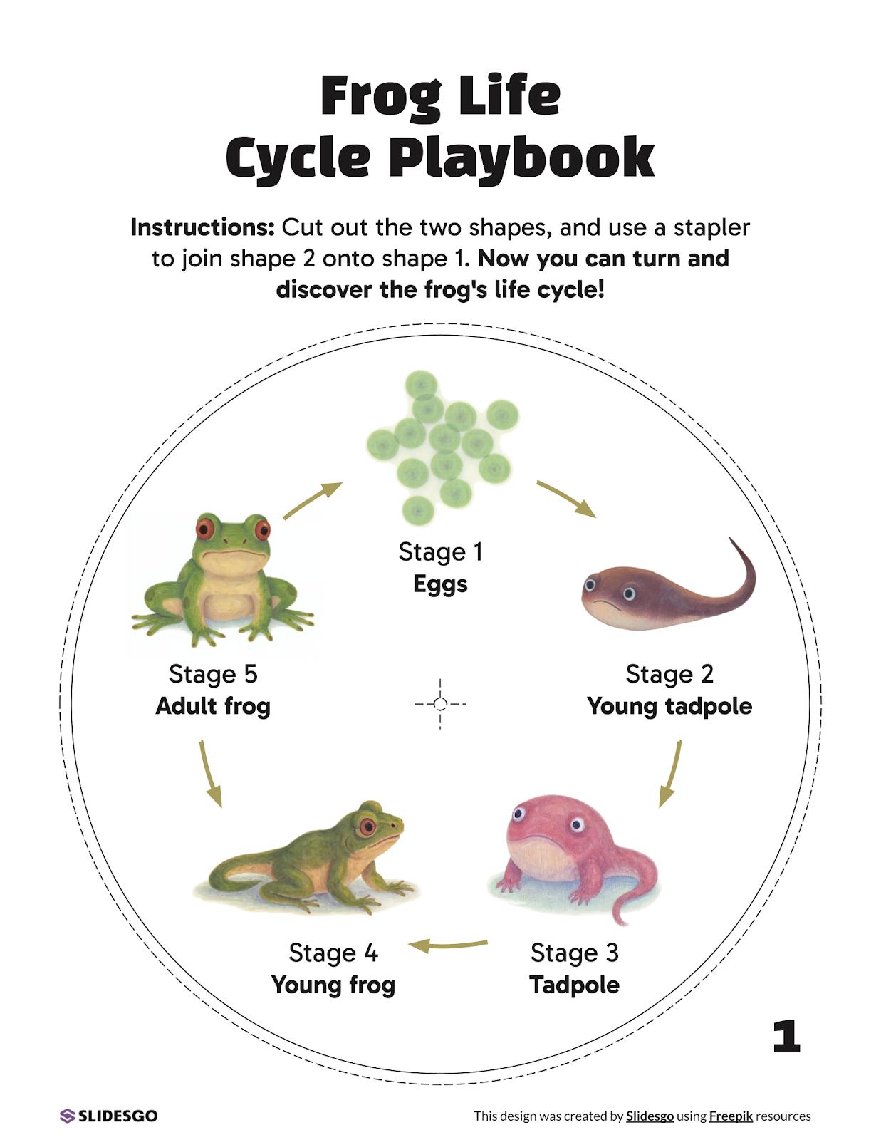 Frog Life Cycle Playbook Presentation