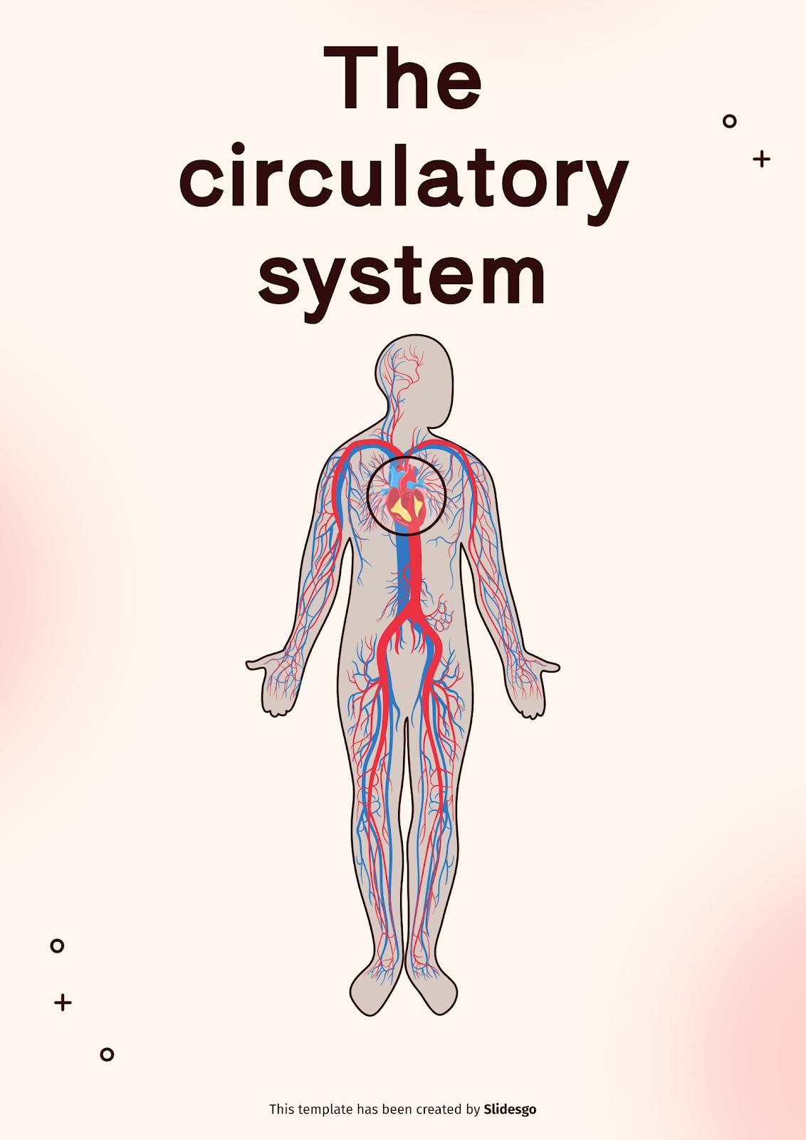 The Circulatory System Presentation