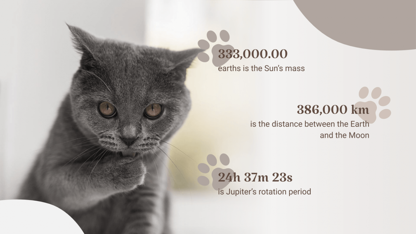 Cute Cats Google Slides Theme and PowerPoint Template