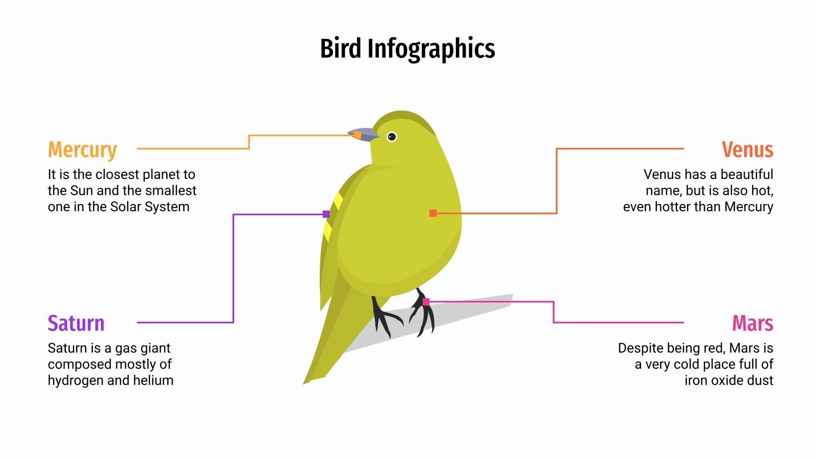 Bird Infographics | Google Slides and PowerPoint template
