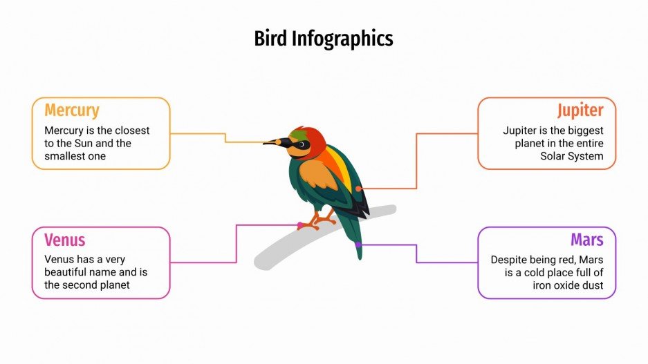 Bird Infographics | Google Slides and PowerPoint template