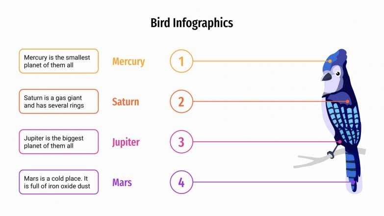 Bird Infographics | Google Slides and PowerPoint template