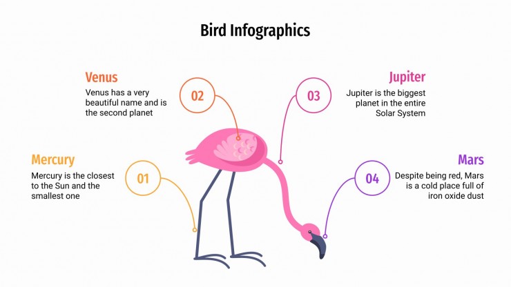 Bird Infographics | Google Slides and PowerPoint template