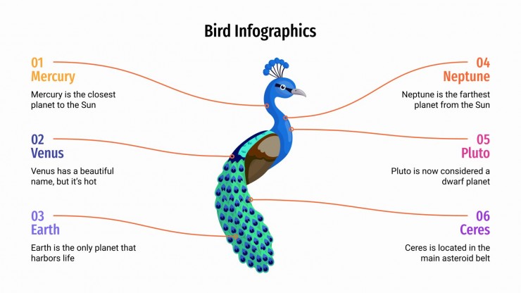 Bird Infographics | Google Slides and PowerPoint template