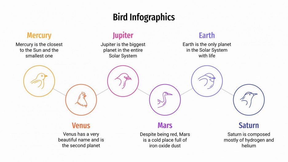 Bird Infographics | Google Slides and PowerPoint template