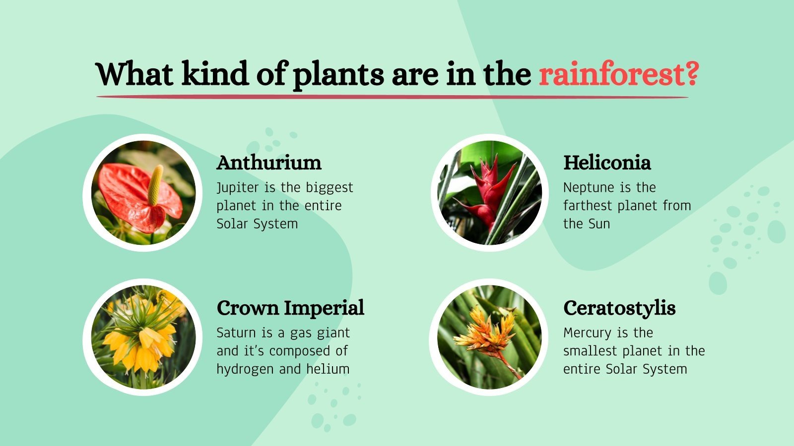 Rainforest Flora Encyclopedia | Google Slides & PowerPoint